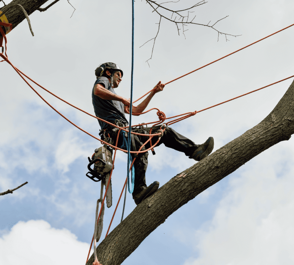 Professional Arborist & Tree Climbing Ropes | English Braids